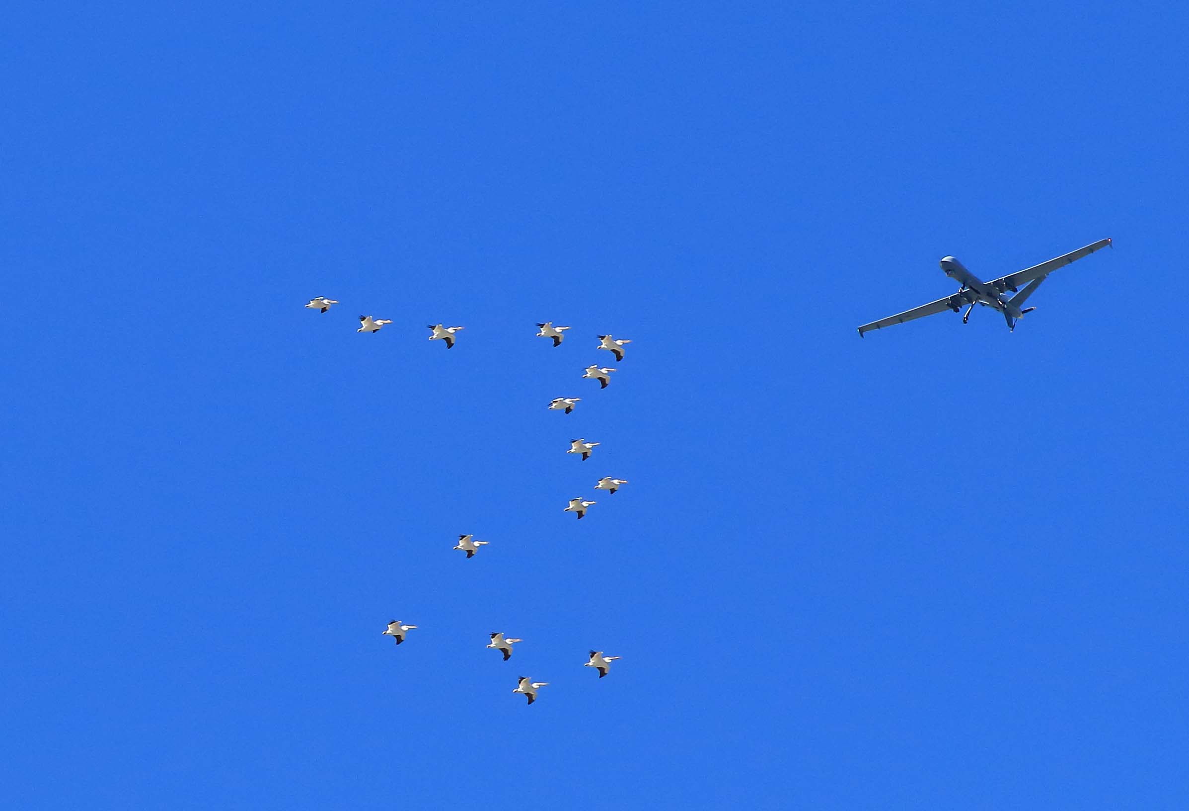 US Air Force MQ-9 vs a squadron of pelicans. | Canon Forums US Air Force MQ-9 vs a squadron of pelicans. | Canon Forums
